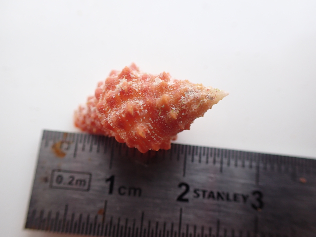 Murex Snails from Butaritari, Kiribati on January 2, 2024 at 05:39 PM ...