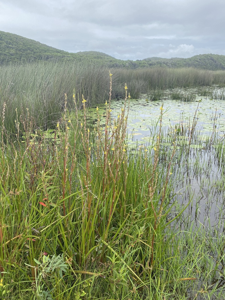 woolly frog's-mouth from Naree Budjong Djara National Park, North ...