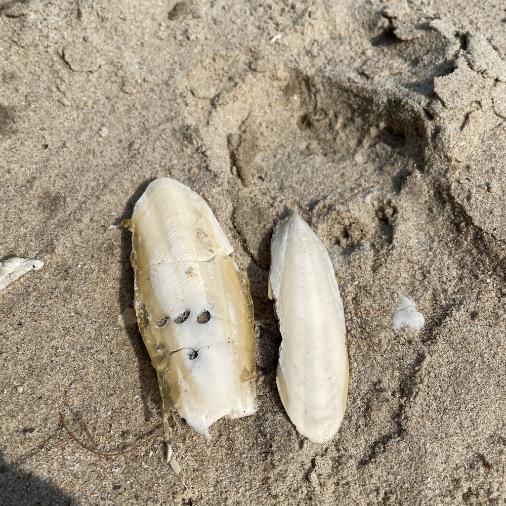 Pharaoh Cuttlefish from อ.ชะอำ, อ.ชะอำ, จ.เพชรบุรี, TH on January 14 ...