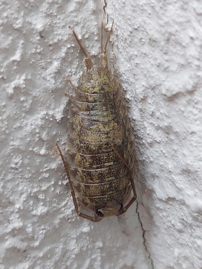 Common Sea Slater from Praia Grande, 2705-329 Colares, Portugal on ...