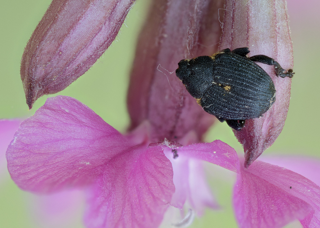 Iris weevil from 55 Bad Kreuznach-Bad Münster am Stein-Ebernburg ...