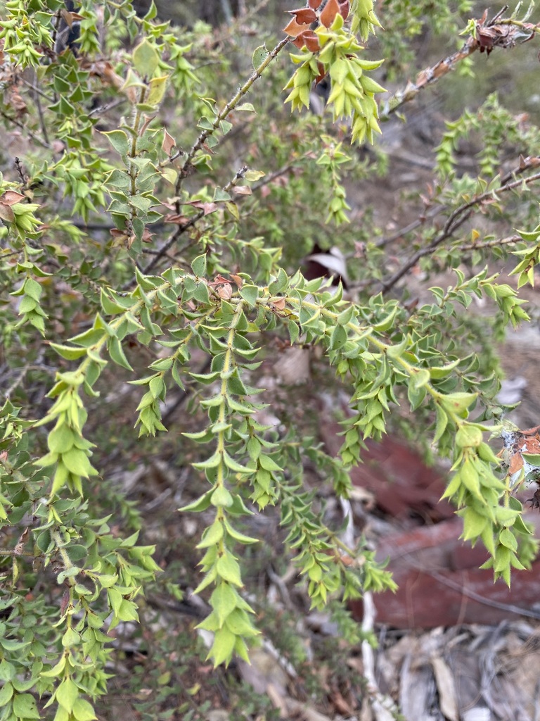 spiny bush-pea from Glenhaughton QLD 4420, Australia on June 29, 2023 ...