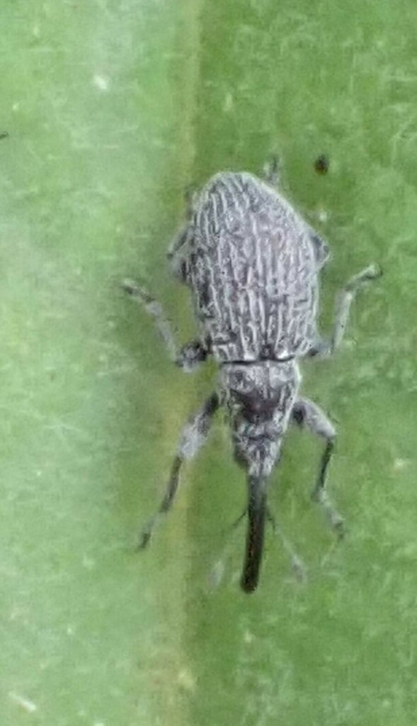 Pear-shaped Weevils from Mhlatikop Trail, Malelane, South Africa on ...