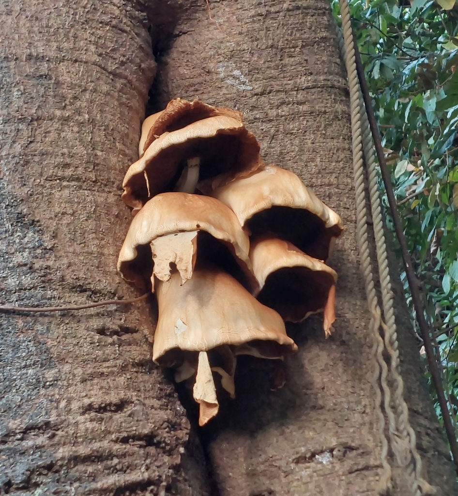 Tawaka from Macao, Estrada Governador Nobre de Carvalho Jardim Lameiras ...