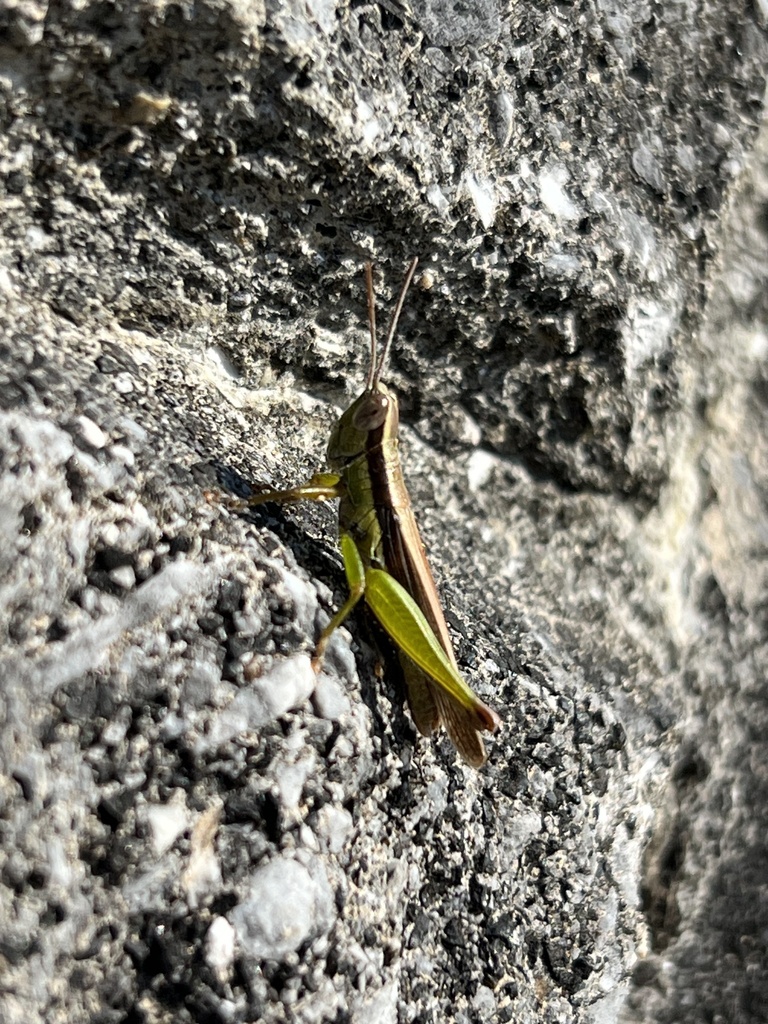 Oxya intricata from Okinawa Institute of Science and Technology ...