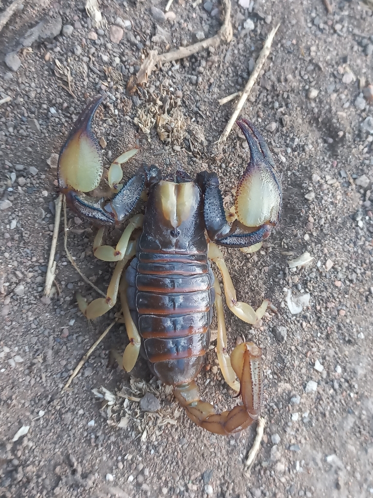 Karoo Burrowing Scorpion from Eden, ZA-WC, ZA on January 14, 2024 at 06 ...