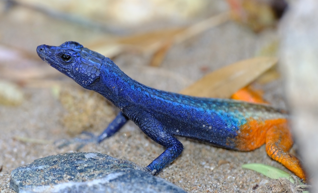 Augrabies flat lizard from o3 on January 9, 2024 at 05:10 PM by Nick ...