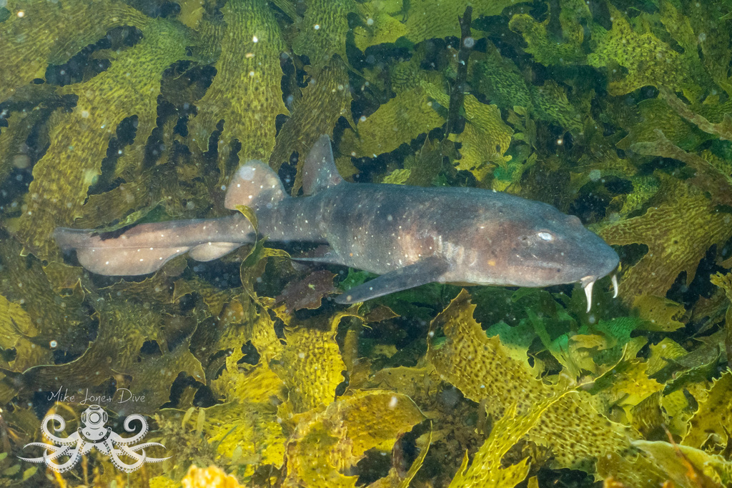 Blind Shark from Manly, New South Wales, Australia on January 14, 2024 ...