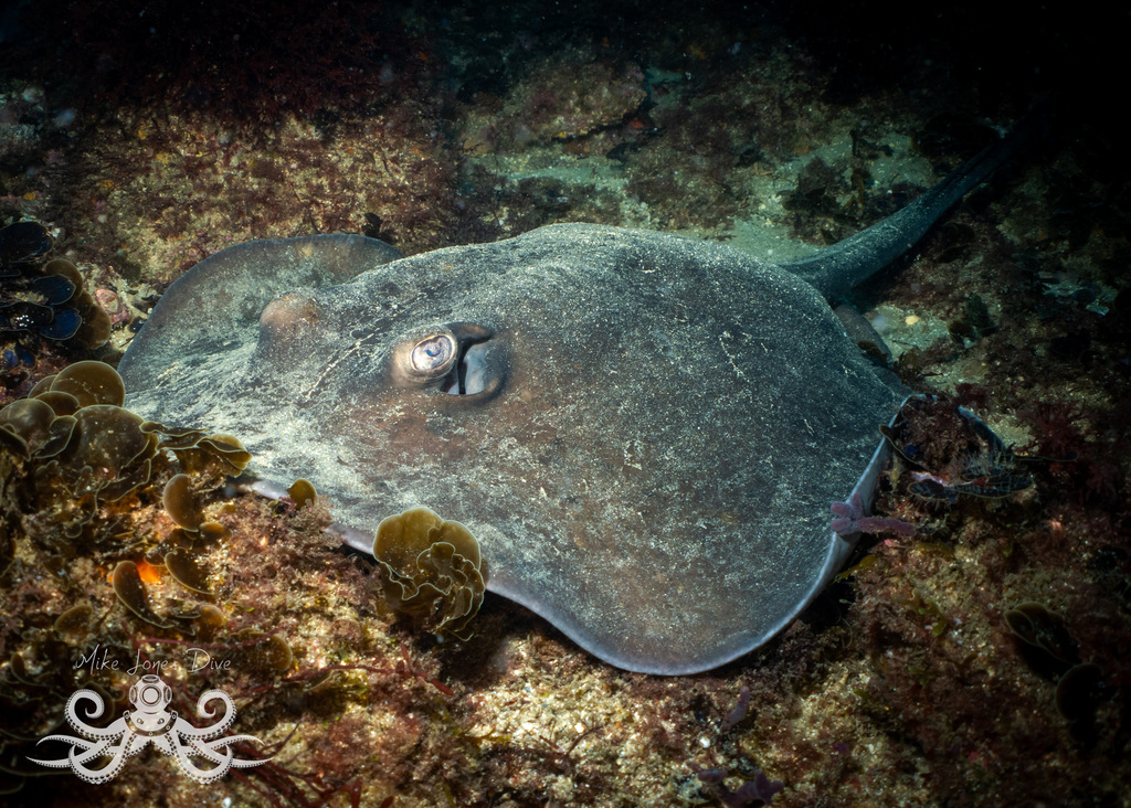 Common Stingaree from Manly, New South Wales, Australia on January 14 ...