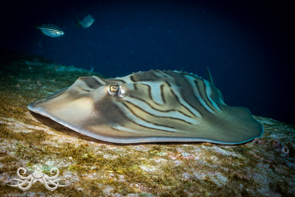 Banjo Ray from Manly, New South Wales, Australia on January 14, 2024 at ...