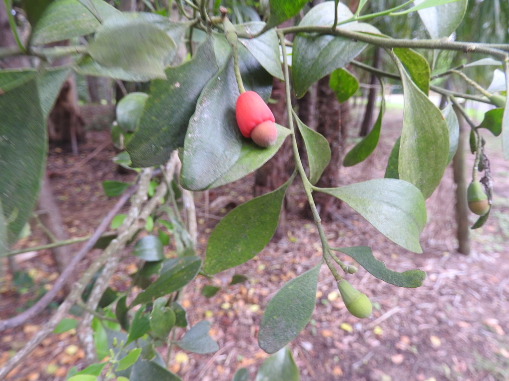Broad Leaved Native Cherry from Hervey Bay QLD 4655, Australia on ...