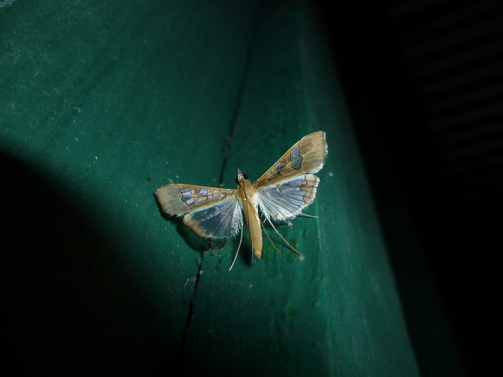 Mung Bean Moth from Costa Rica on March 11, 2019 at 08:50 PM by ...