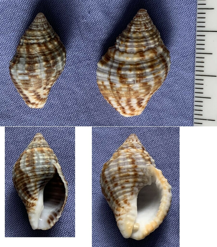 Tinted Cantharus in May 2011 by vrebizant. Juvenile left, adult right ...