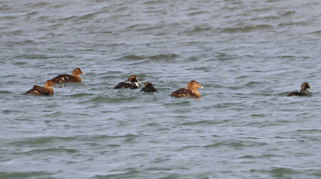 Common Eider from Canso, NS, Canada on January 12, 2024 by scaup ...