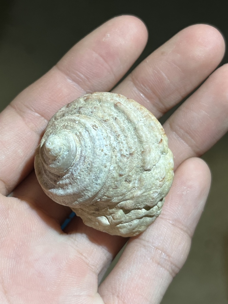 Turbo gruneri from Indian Ocean, Peron, WA, AU on January 14, 2024 at ...