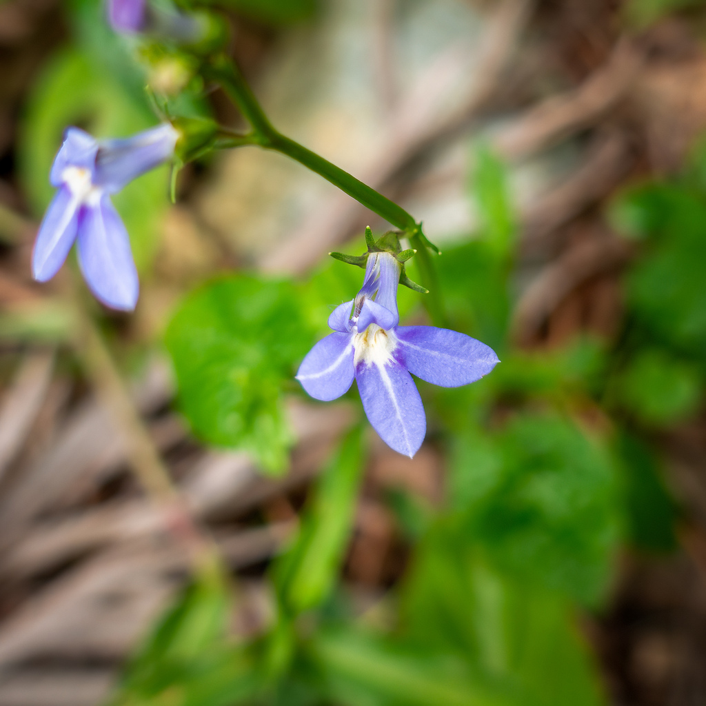 forest lobelia in January 2024 by Shanna Bignell · iNaturalist