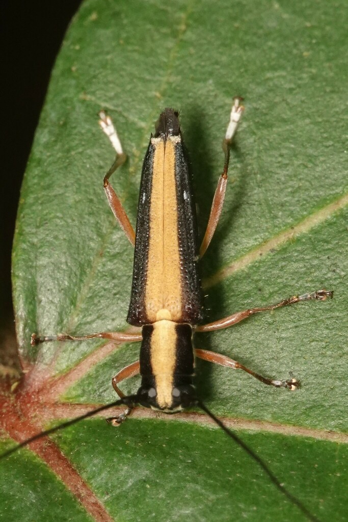 Glenea from Woodlands, Singapore on January 14, 2024 at 10:39 AM by Soh ...