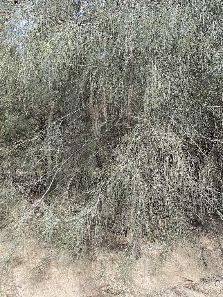 Belah from Broadmere QLD 4420, Australia on July 1, 2023 at 11:59 AM by ...