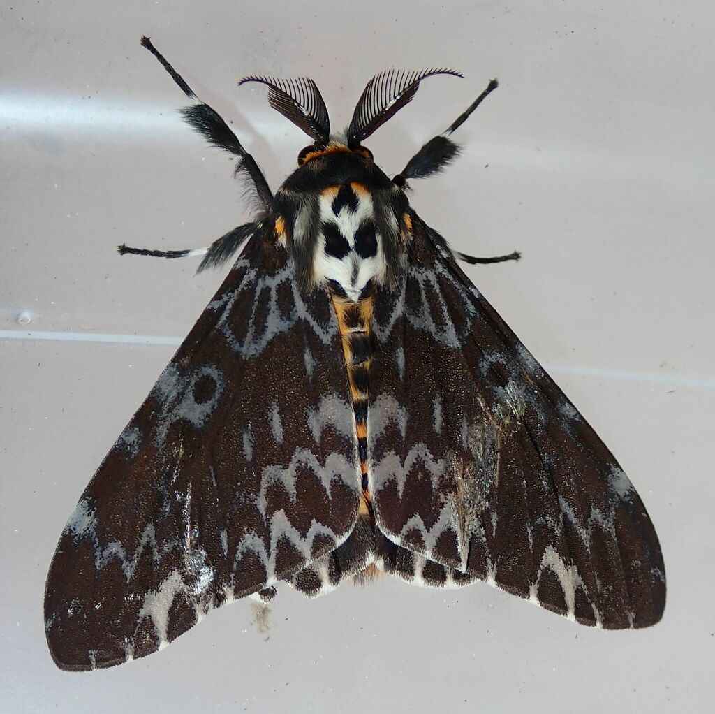 Lymantria atemeles from 1-Ban Phon Ngam, Udon Thani, Thaïlande on January 13, 2024 at 01:32 PM ...