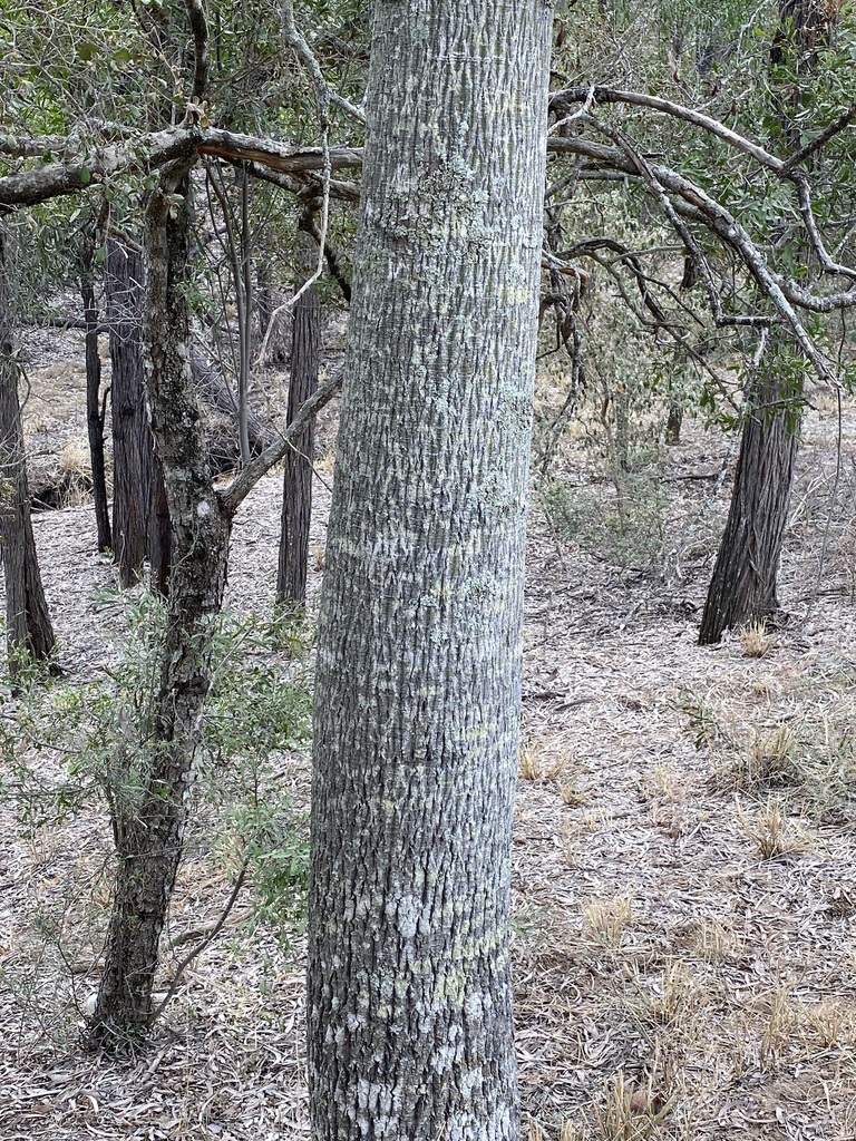 Queensland Bottle Tree from Broadmere QLD 4420, Australia on July 1 ...