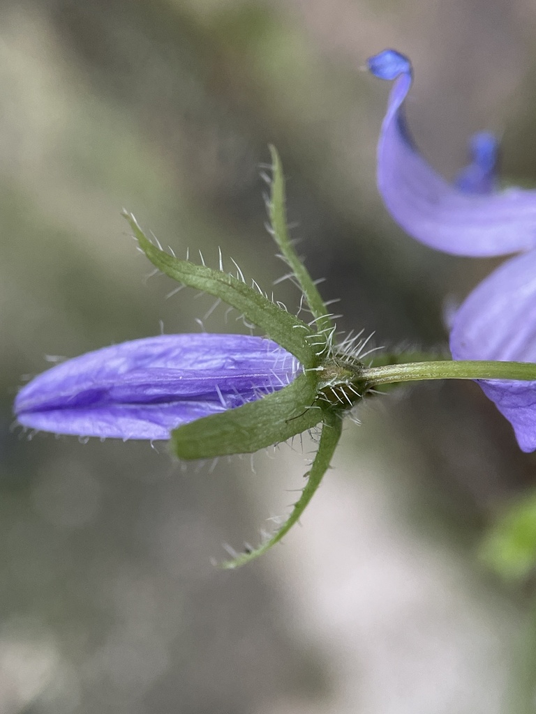 Trailing bellflower from Chiswick Back Common, London, England, GB on ...