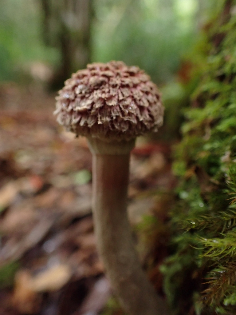 Boletellus deceptivus in January 2024 by Michelle Colpus · iNaturalist