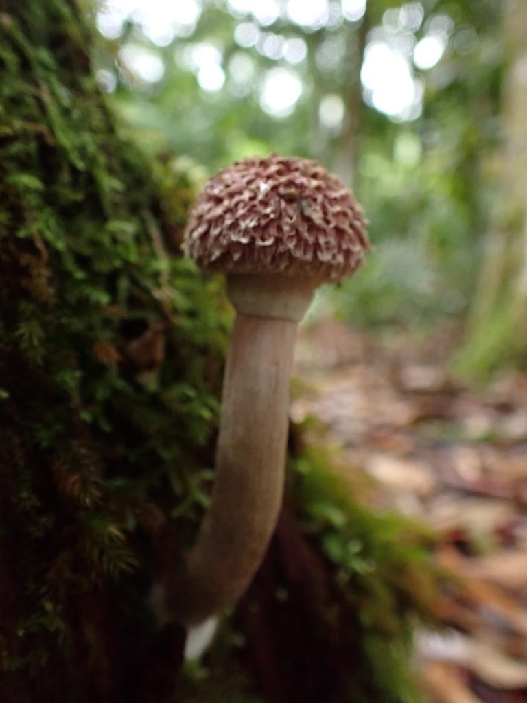 Boletellus deceptivus in January 2024 by Michelle Colpus · iNaturalist