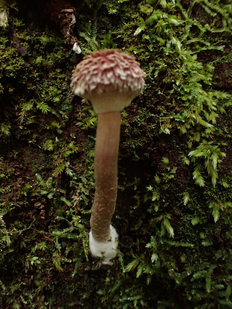 Boletellus deceptivus in January 2024 by Michelle Colpus · iNaturalist
