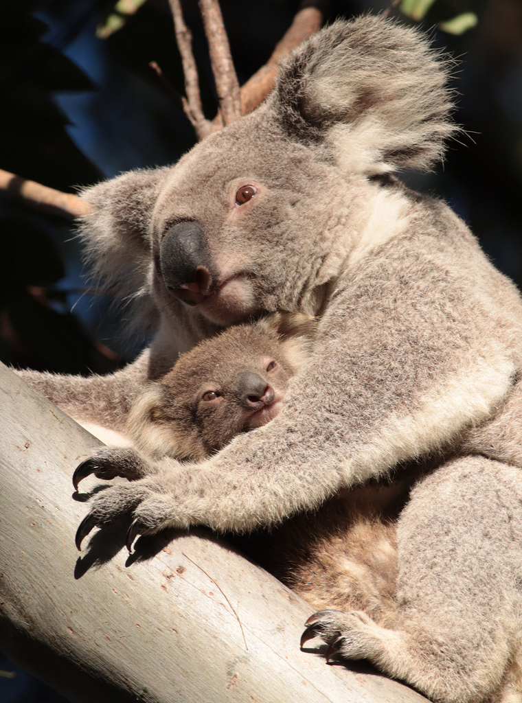 Koala in October 2021 by Lachlan Copeland. healthy female and baby ...