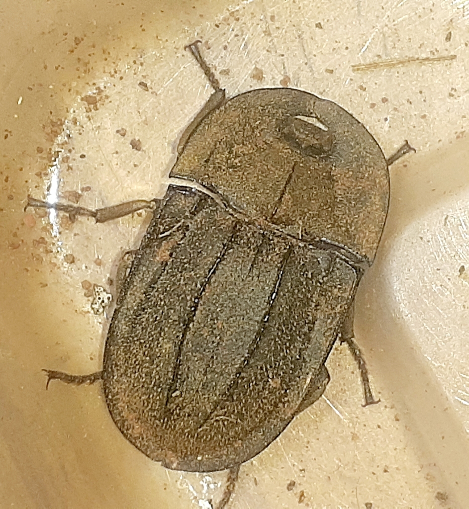 Pie-dish Beetles from Byrock NSW 2831, Australia on January 14, 2024 at ...