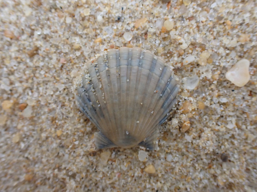 Commercial Scallop from Seaspray VIC 3851, Australia on January 14 ...