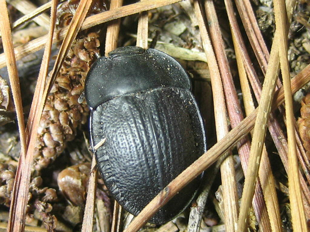 Celibe from Melbourne VIC, Australia on January 14, 2024 at 08:13 PM by ...