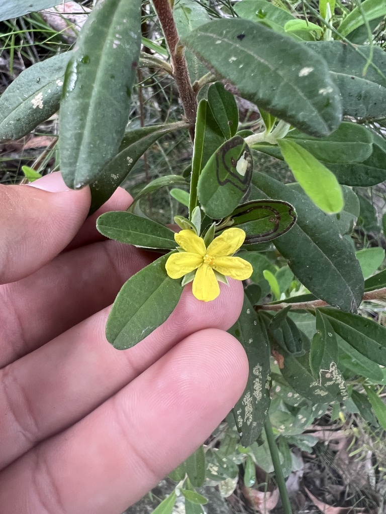 guinea-flowers from Natural Bridge QLD 4211, Australia on January 14 ...