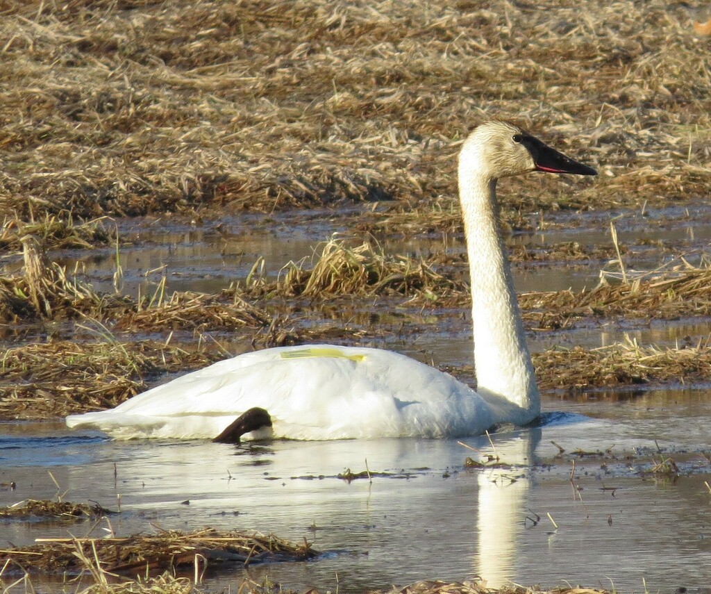 Trumpeter Swan from Chester County, PA, USA on February 24, 2014 at 09: ...