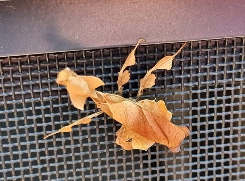 Common Ghost Mantis from Bass, The Coves, Hartbeespoort, 0216, South ...