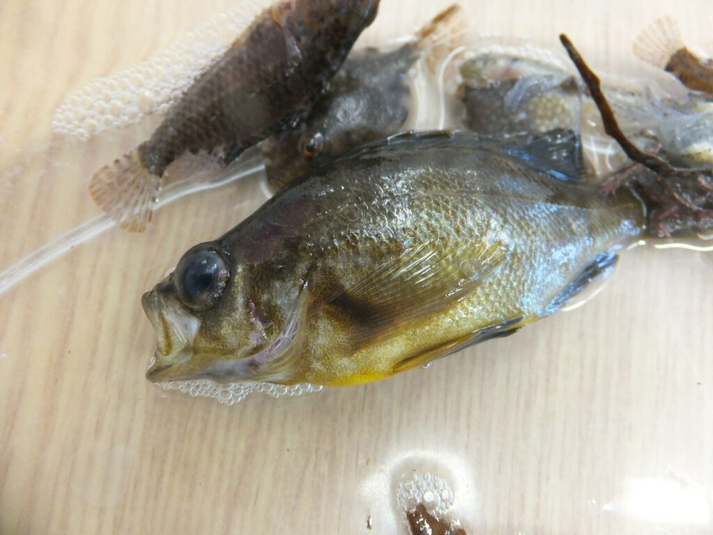 Japanese red rockfish from 日本、神奈川県三浦市三崎町 on September 17, 2013 at 03:26 ...