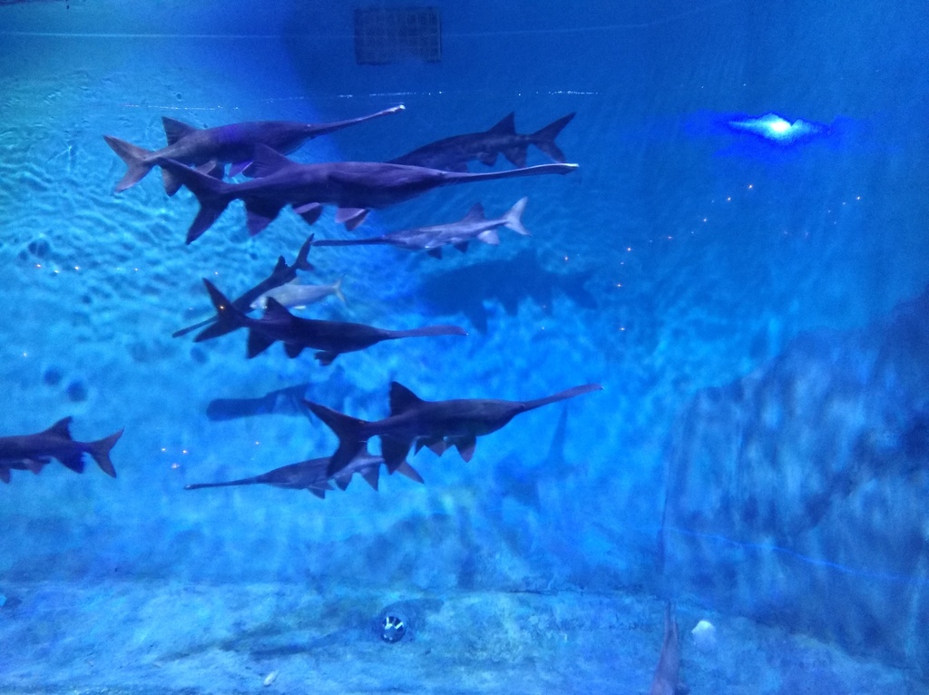 American Paddlefish on July 11, 2020 at 01:52 PM by lgn · iNaturalist