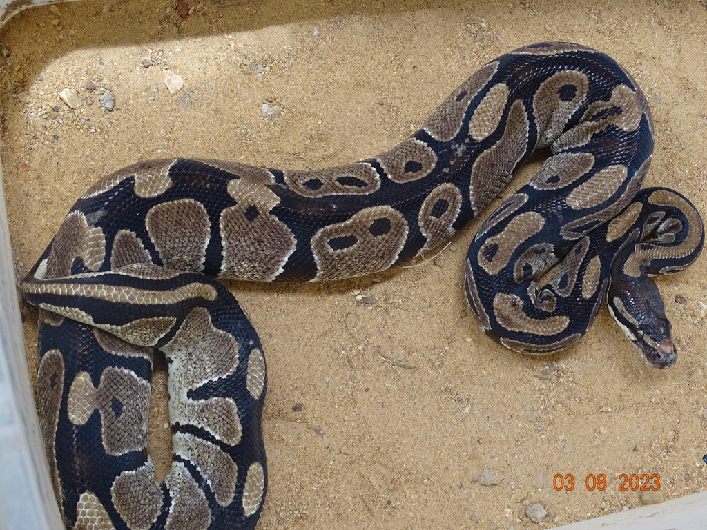 Ball Python from Tanguiéta, Bénin on August 3, 2023 at 12:22 PM by ONG ...
