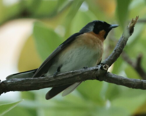 Louisiade Spectacled Monarch (Symposiachrus melanopterus) · iNaturalist ...