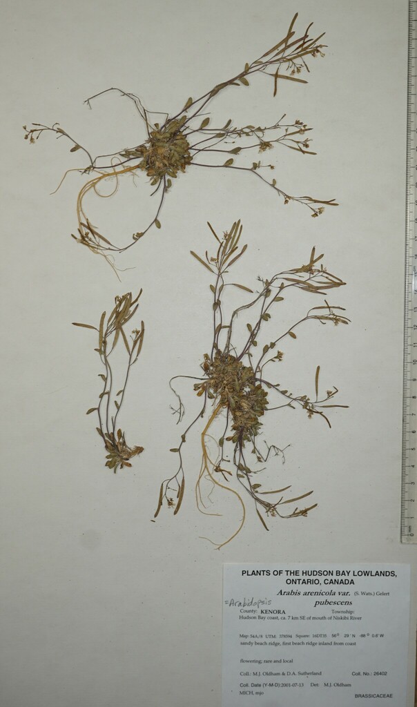 Arctic rock-cress from Canada, Ontario, KENORA County, Hudson Bay coast ...