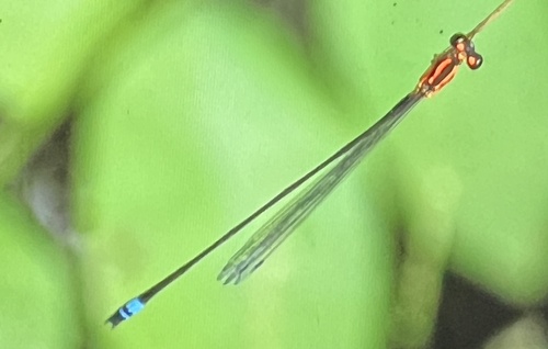 Pseudagrion hemicolon · iNaturalist Ecuador