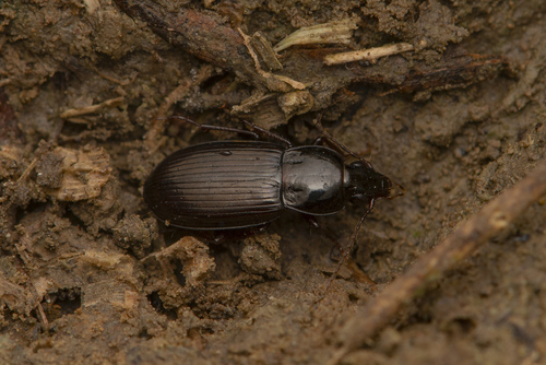 Observations by nana7mi · iNaturalist