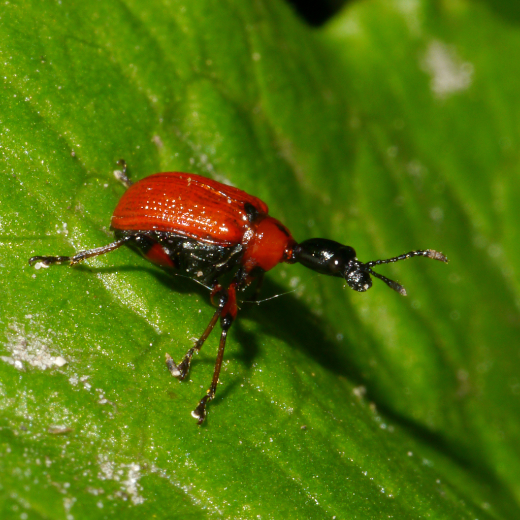 Hazel leaf-roller weevil from Berkshire, UK on May 24, 2016 at 12:07 PM ...
