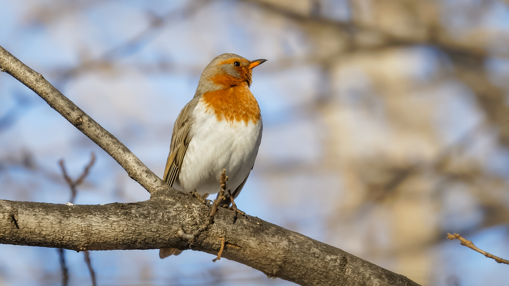 Red-throated Thrush from 中国北京市海淀区 on January 14, 2024 at 09:57 AM by ...
