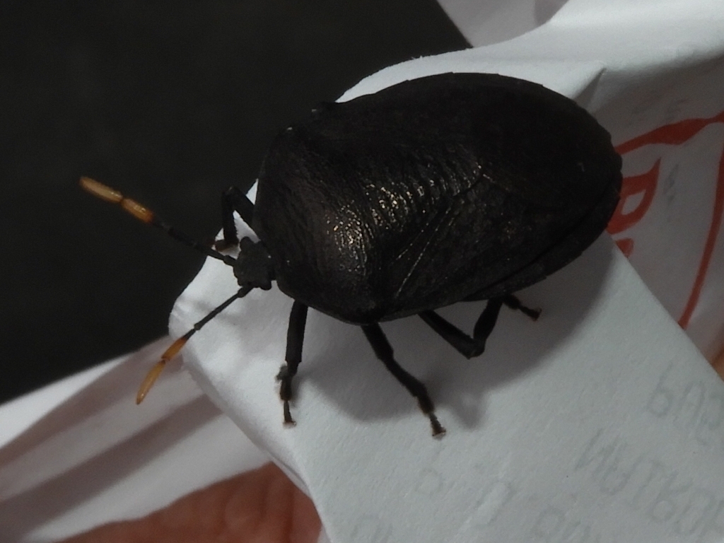 Coridius from Yaya, Nairobi, Kenya on January 14, 2024 at 04:33 PM by ...