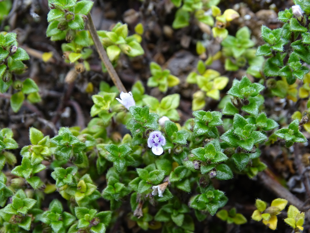 Clinopodium nubigenum from Quijos, Ecuador on January 9, 2024 at 11:49 AM by Luis Yupa · iNaturalist