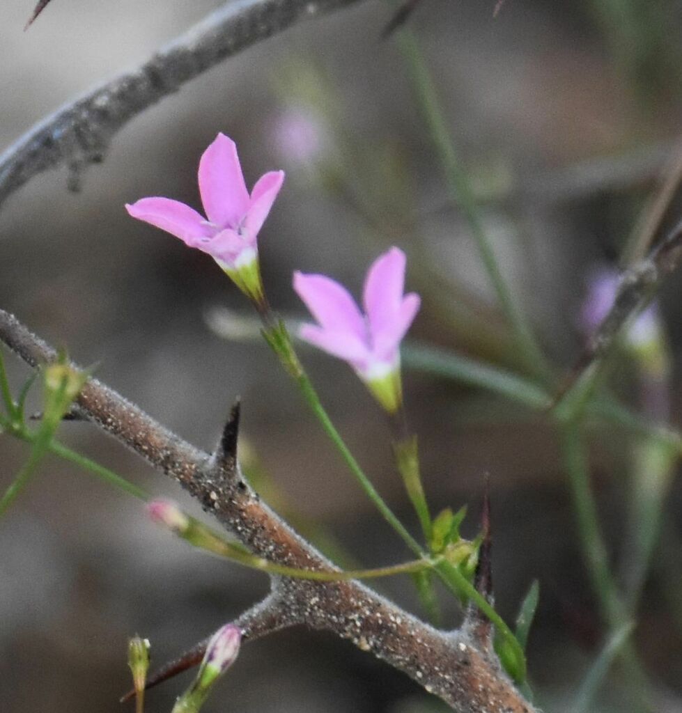 Cape Star-Violet from Tourist Corridor, BCS, Mexico on December 31 ...