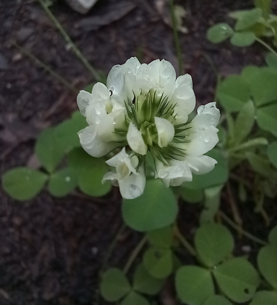 small white clover from Escola Secundária José Gomes Ferreira on ...