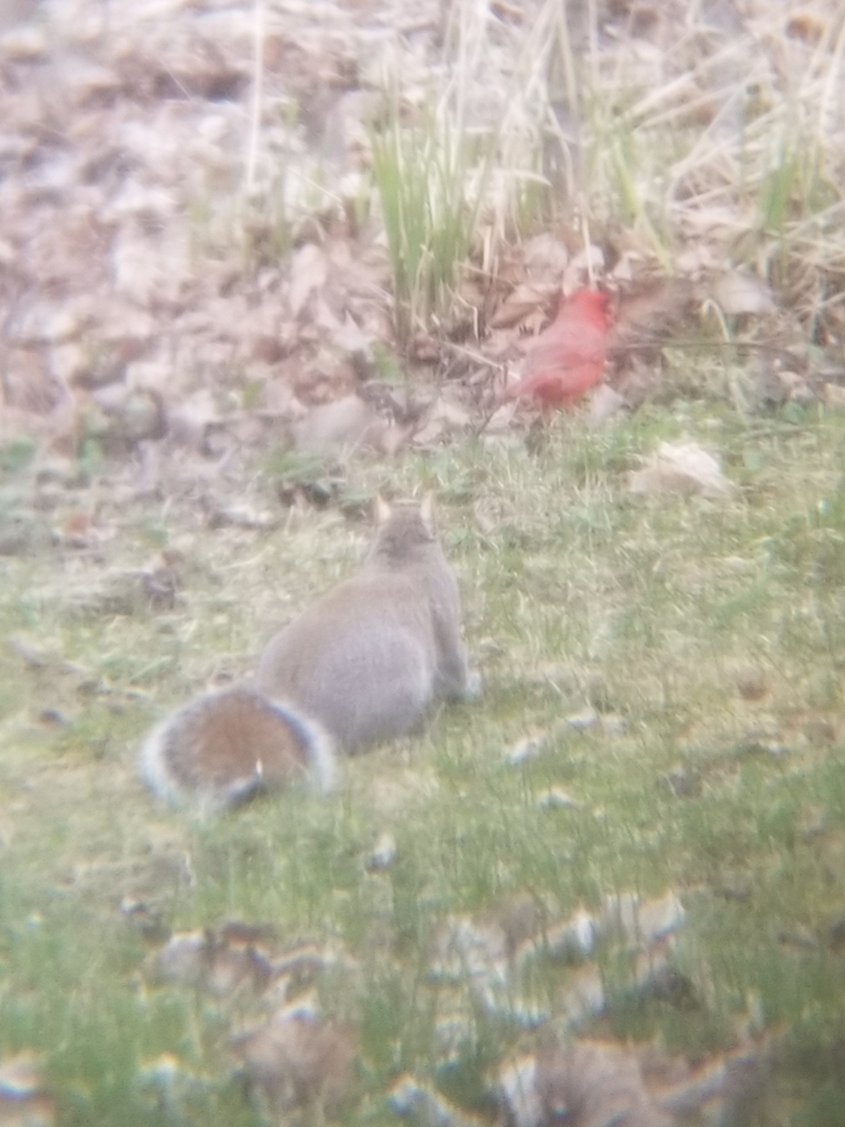 Northern Cardinal from New York, US on April 11, 2019 at 02:05 PM by ...