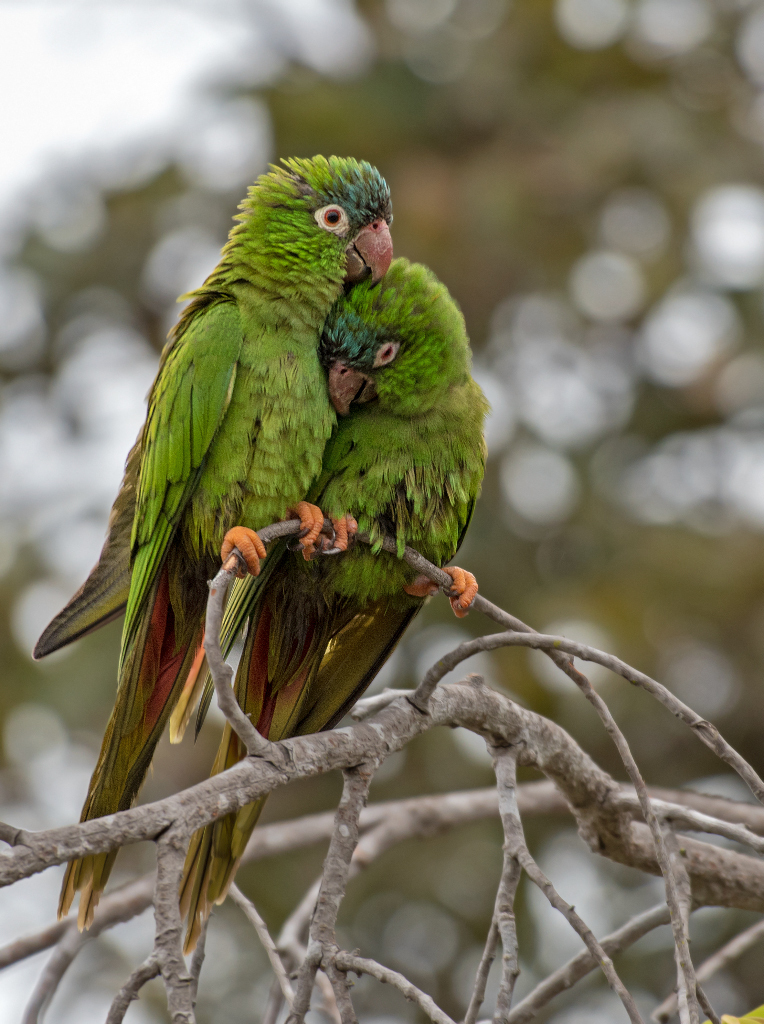 Blue-crowned Parakeet from Baía das Pedras - Aquidauana, MS, 79200-000 ...